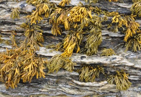 Algue Pelvetia Caniculata, l’algue qui lisse les rides